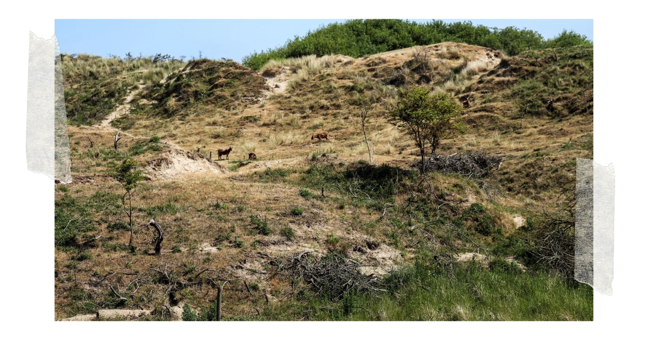 Balade sur la magnifique Dune Dewulf de Leffrinckoucke